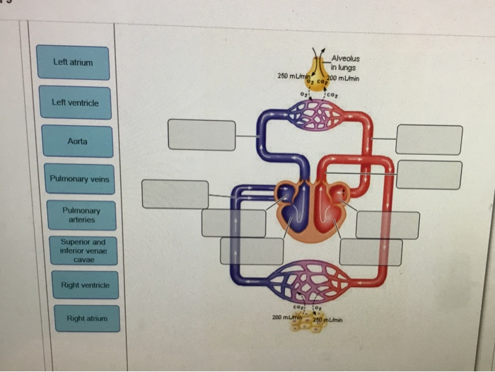 Solved label please...where is the left atrium located in | Chegg.com