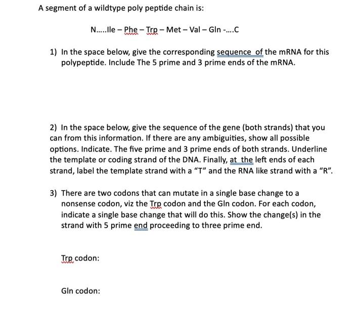 Solved A segment of a wildtype poly peptide chain is: | Chegg.com