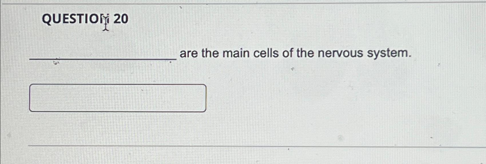 Solved QUESTIOKI 20are the main cells of the nervous system. | Chegg.com
