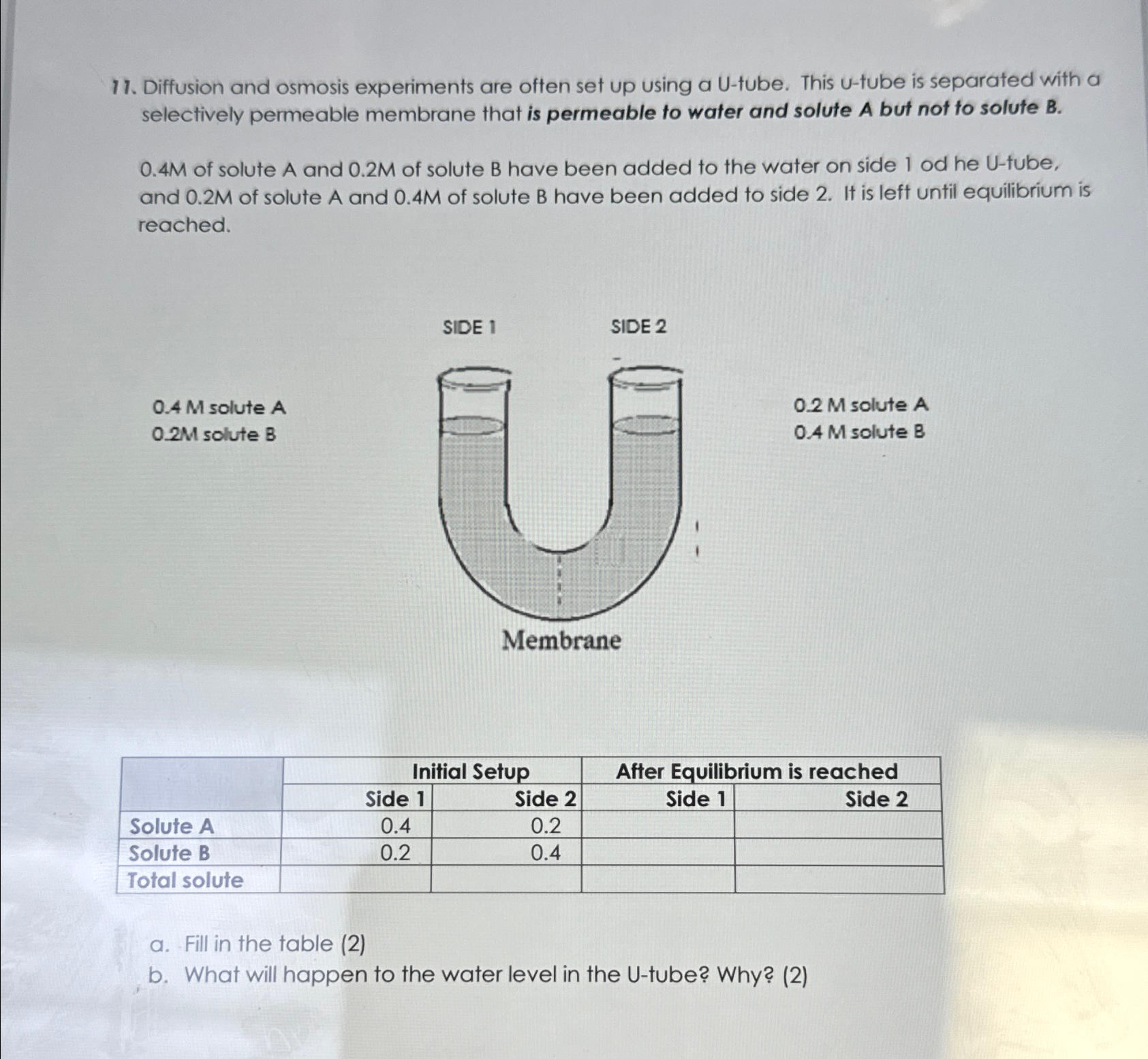 Solved Diffusion and osmosis experiments are often set up | Chegg.com