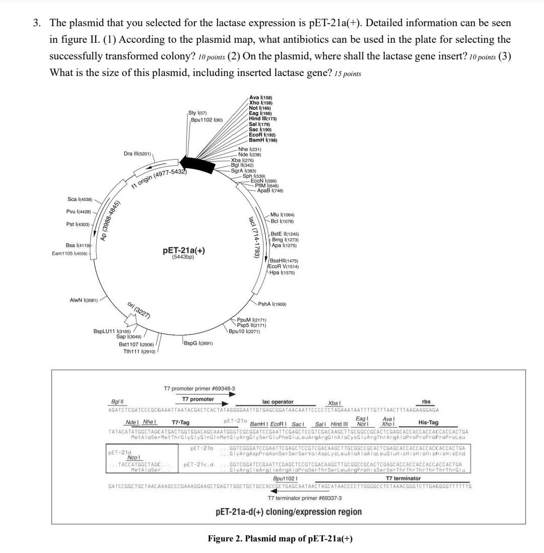 Solved 3. The plasmid that you selected for the lactase | Chegg.com