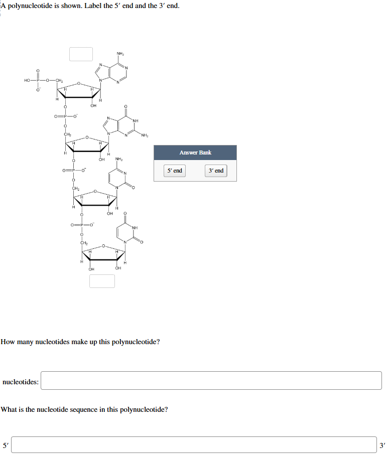 Solved A polynucleotide is shown. Label the 5' ﻿end and the | Chegg.com