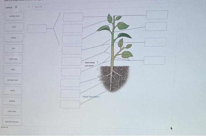 Solved label the picture | Chegg.com