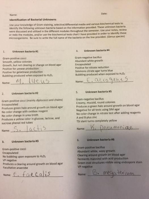 Solved Name Date Identification of Bacterial Unknowns Use | Chegg.com