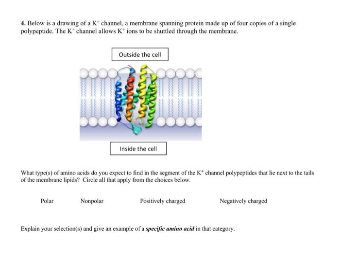 Solved 4. Below is a drawing of a K+channel, a membrane | Chegg.com