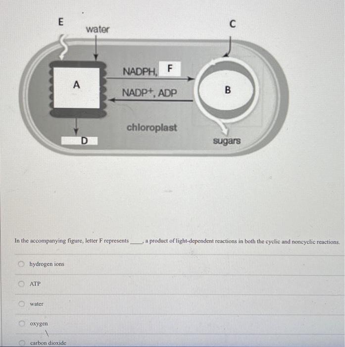 Solved E water с NADPH, F A NADP+, ADP B chloroplast D | Chegg.com