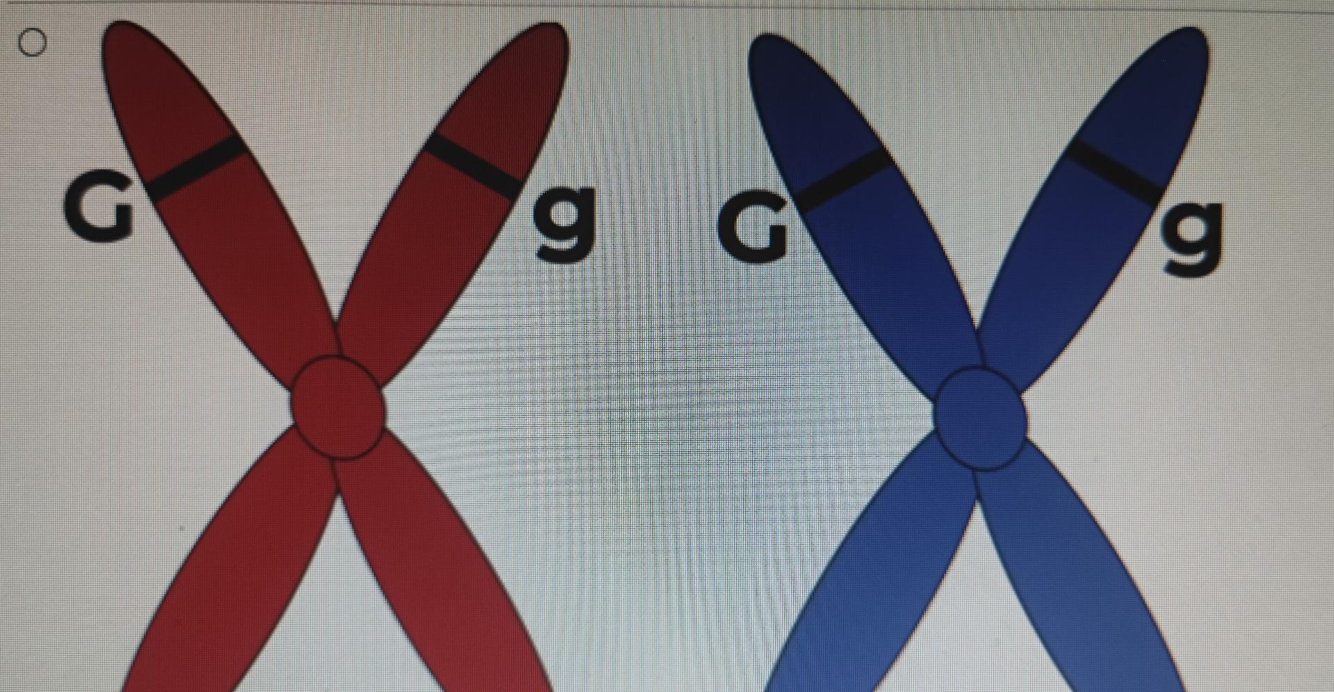 Solved A person has genotype Gg on some locus on chromosome | Chegg.com