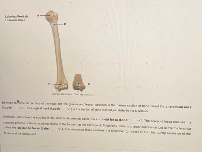 Labeling Pre-Lab: Humerus Bone The humerys has | Chegg.com