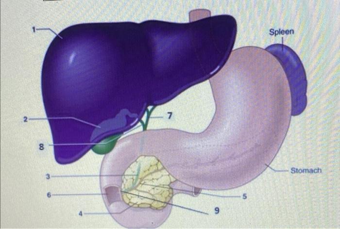Solved Banco de Palabras Colédoco Conducto cístico Conducto | Chegg.com