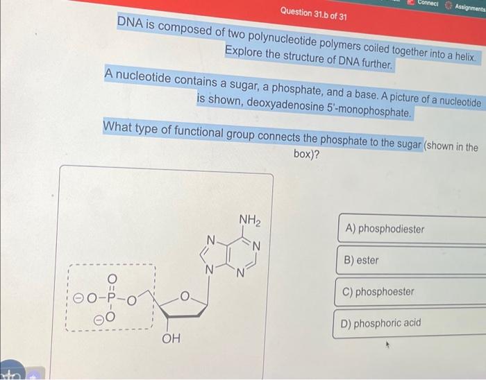 Solved DNA is composed of two polynucleotide polymers coiled | Chegg.com
