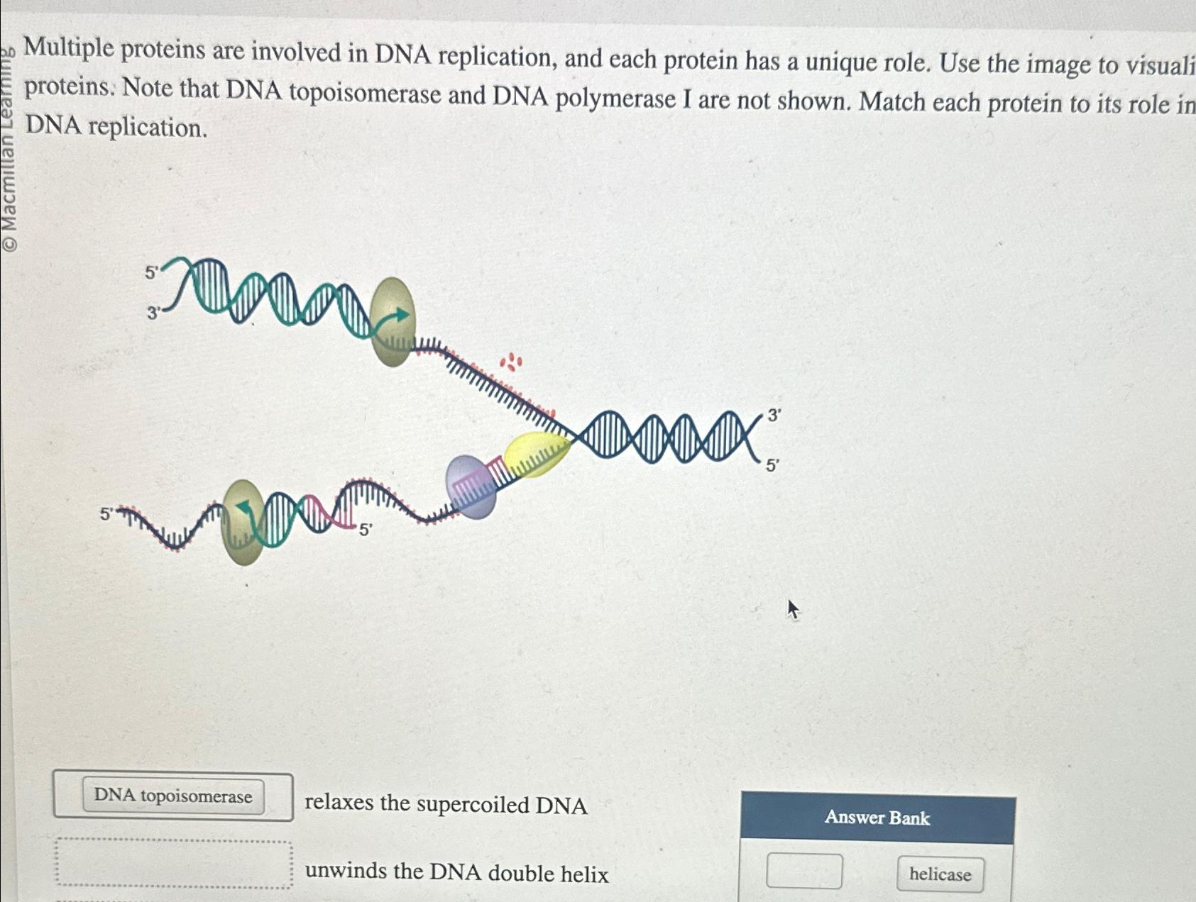 Solved Multiple proteins are involved in DNA replication, | Chegg.com