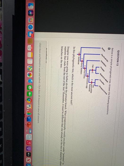 QUESTION 13 Below is a simple phylogenetic tree. | Chegg.com