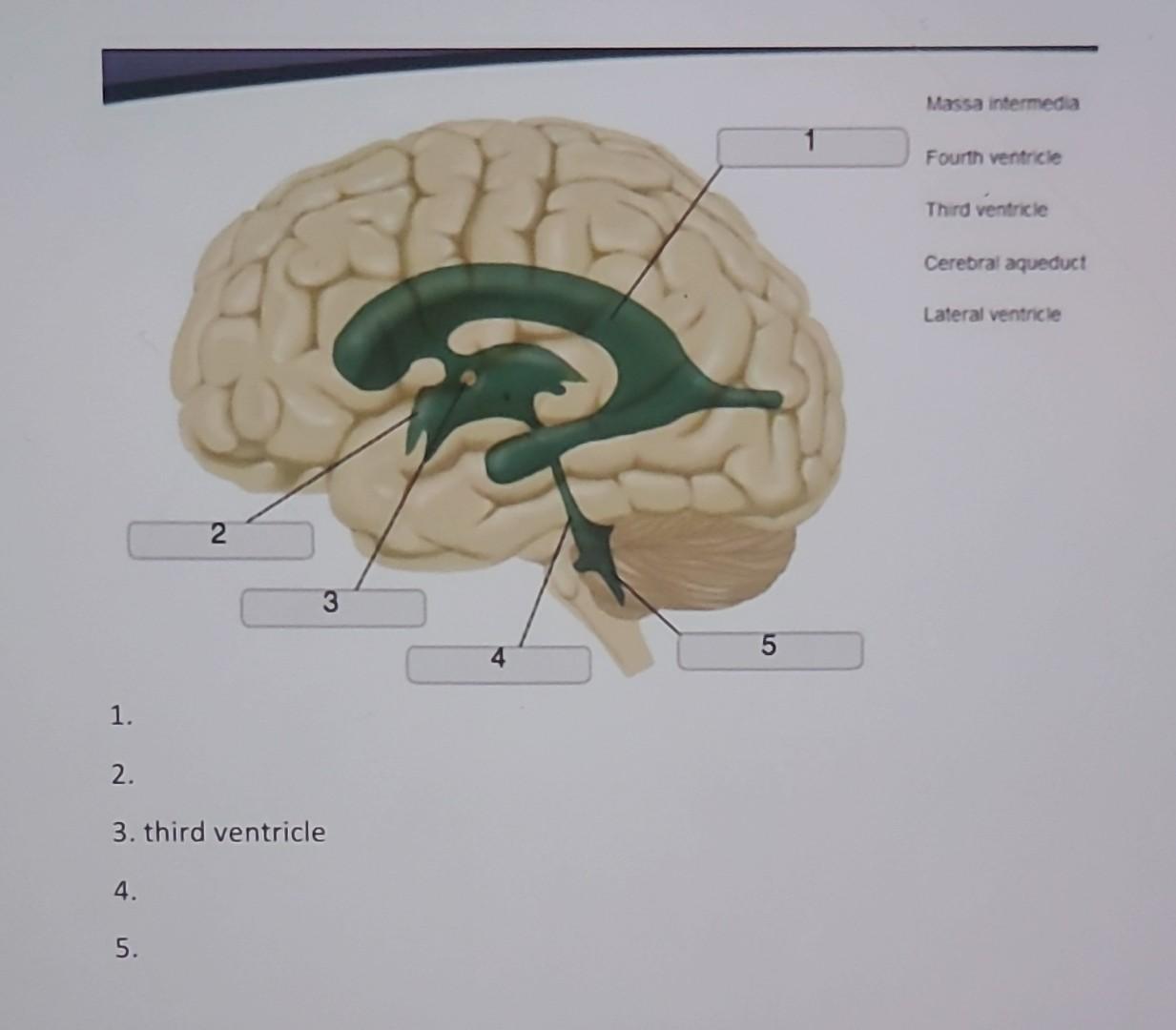 Solved 2. 3. third ventricle 4. 5. | Chegg.com
