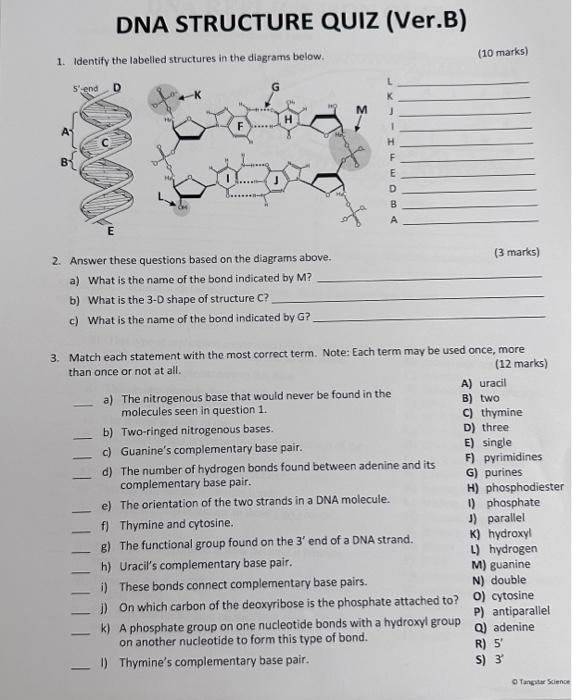 DNA STRUCTURE QUIZ (Ver.B) 1. Identify the labelled | Chegg.com