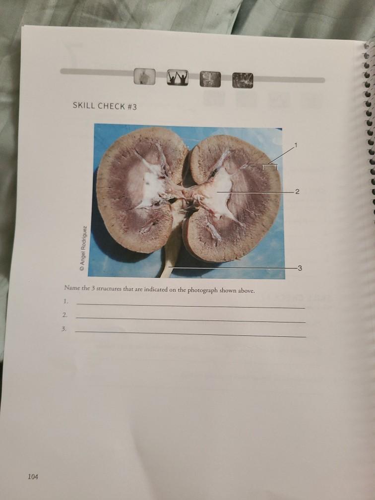 Solved Complete skill checks 1-3. SKILL CHECK #1 Using | Chegg.com