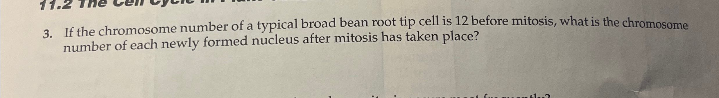 Solved If the chromosome number of a typical broad bean root | Chegg.com