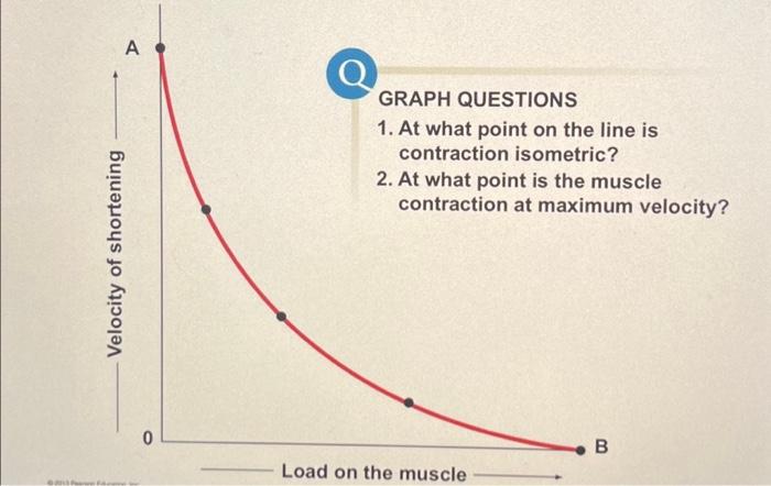 Solved A Velocity of shortening 0 GRAPH QUESTIONS 1. At what | Chegg.com