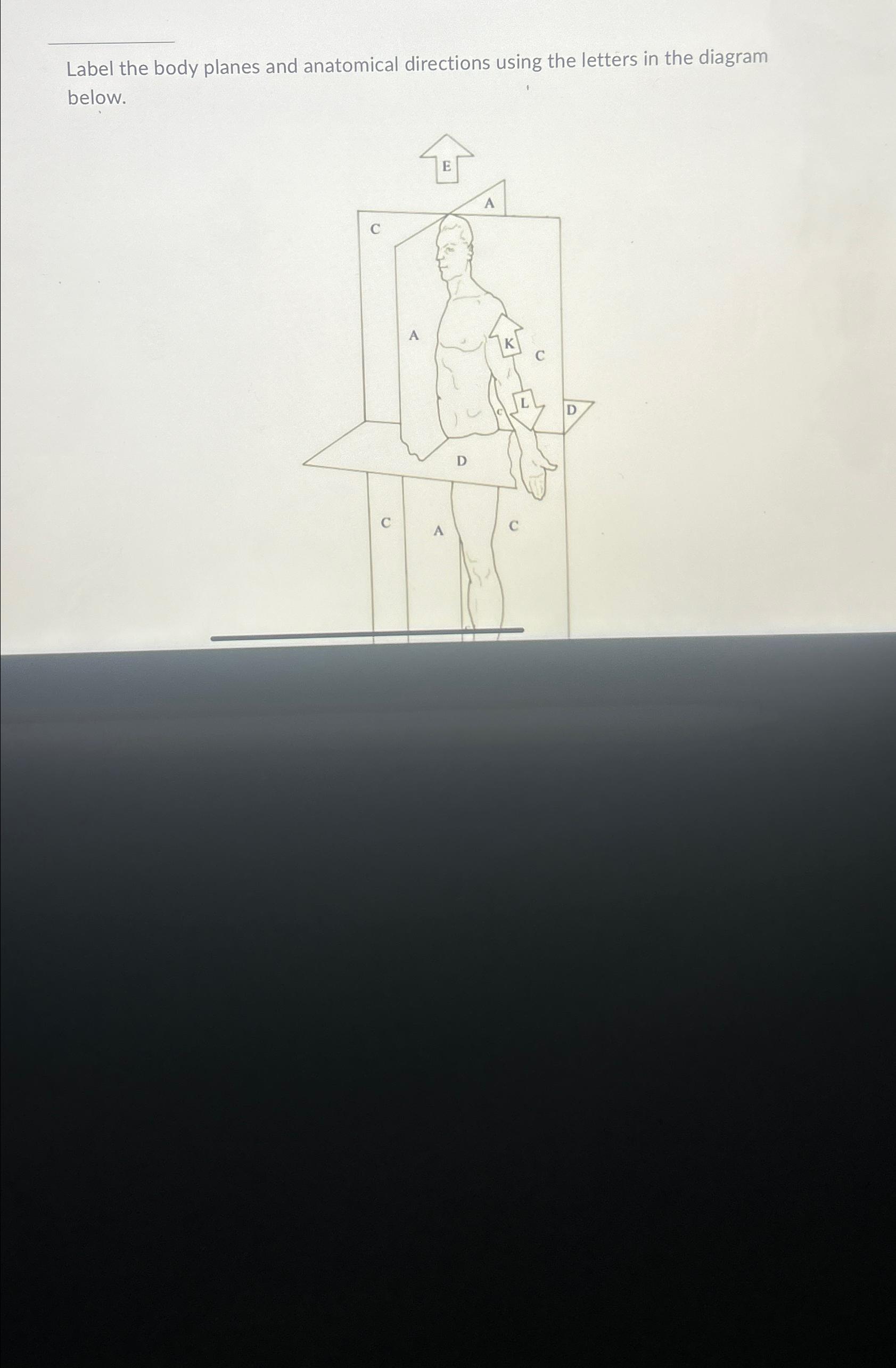 Solved Label the body planes and anatomical directions using | Chegg.com