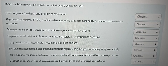Solved Match each brain function with its correct structure | Chegg.com