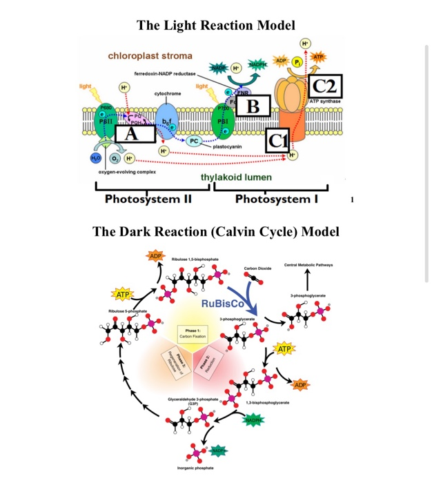 Solved Photosynthesis Model and Simulation Much gratitude to | Chegg.com