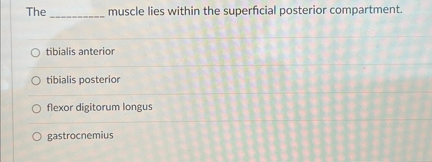 Solved The muscle lies within the superficial posterior | Chegg.com