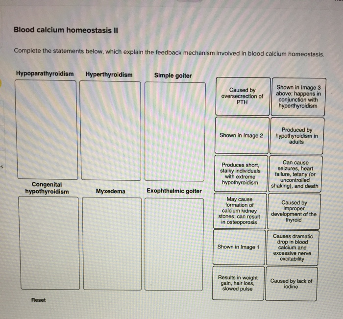 Blood calcium homeostasis Il Complete the statements | Chegg.com