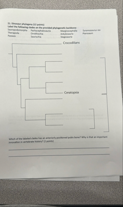 Solved Dinosaur phylogeny ( 12 ﻿points)Label the following | Chegg.com