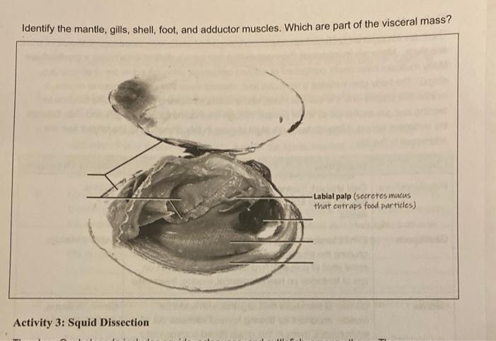 Solved Identify the mantle, gills, shell, foot, and adductor | Chegg.com