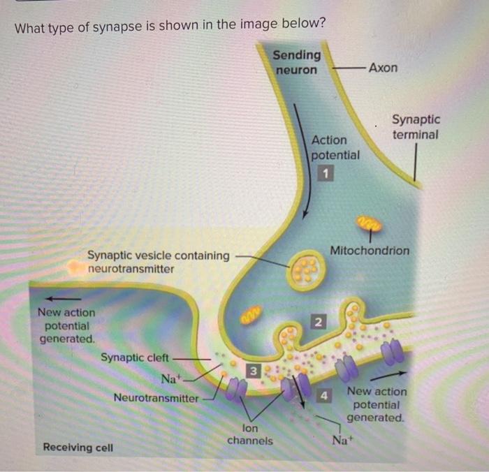 Solved What type of synapse is shown in the image below? | Chegg.com