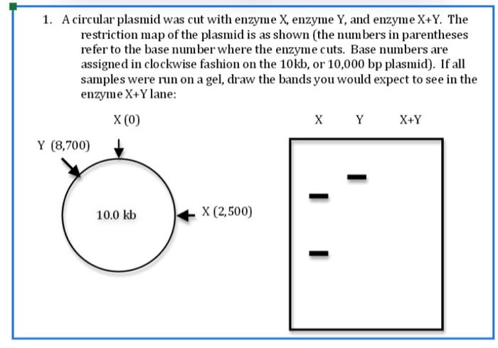 Solved 1. A circular plasmid was cut with enzyme X, enzyme | Chegg.com
