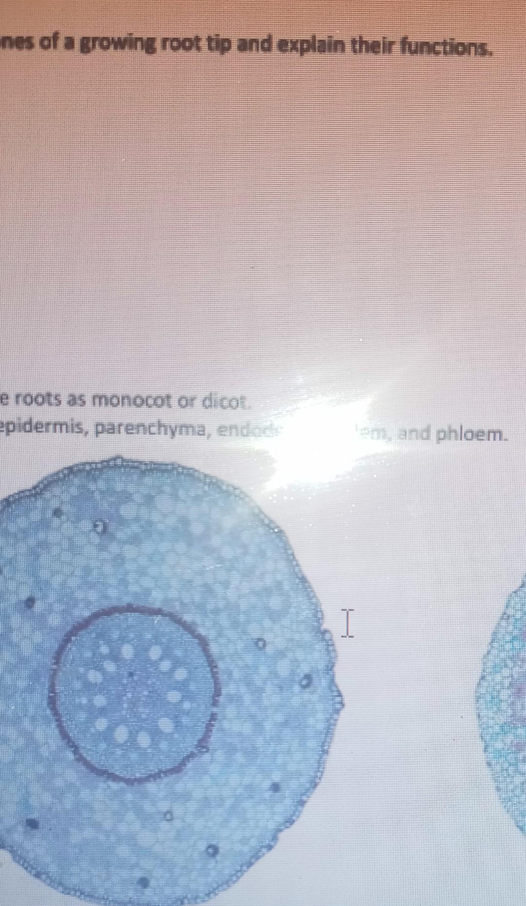 nes of a growing root tip and explain their | Chegg.com