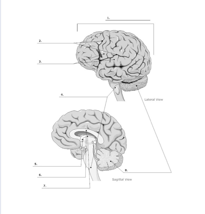 Solved Lateral View Sagittal View | Chegg.com
