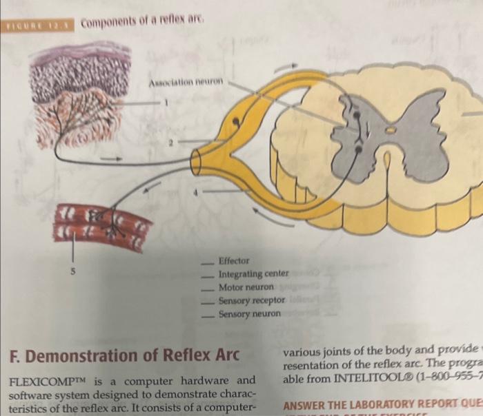Solved FIGURE 12.4 Components of a reflex arc. 5 Association | Chegg.com