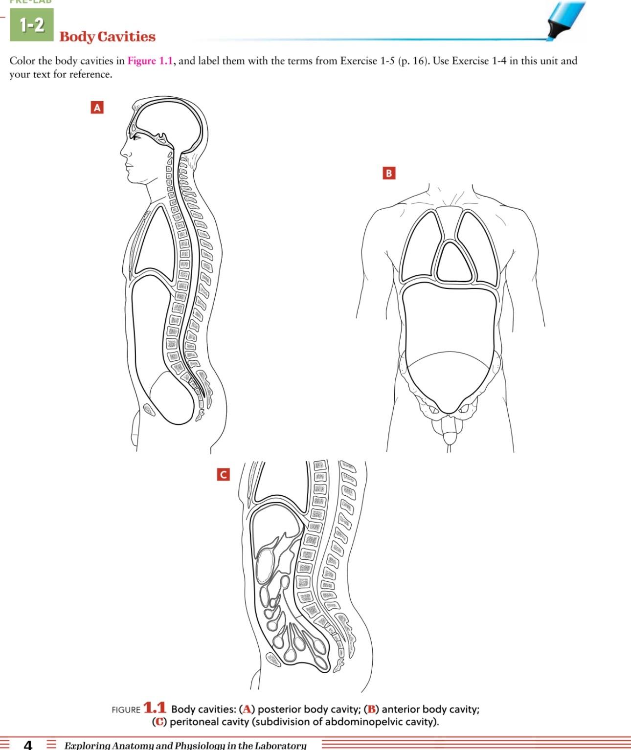Solved 1-2 ﻿Body CavitiesColor the body cavities in Figure | Chegg.com