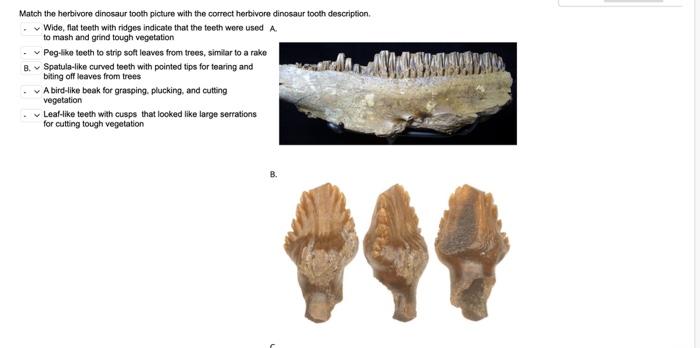 Solved Match the herbivore dinosaur tooth picture with the | Chegg.com