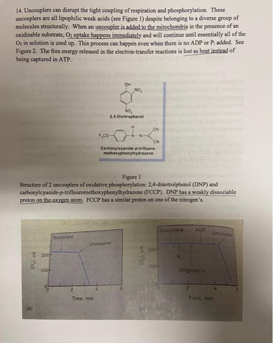 Solved 14. Uncouplers can disrupt the tight coupling of | Chegg.com