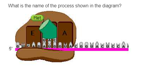 Solved What is the name of the process shown in the diagram? | Chegg.com