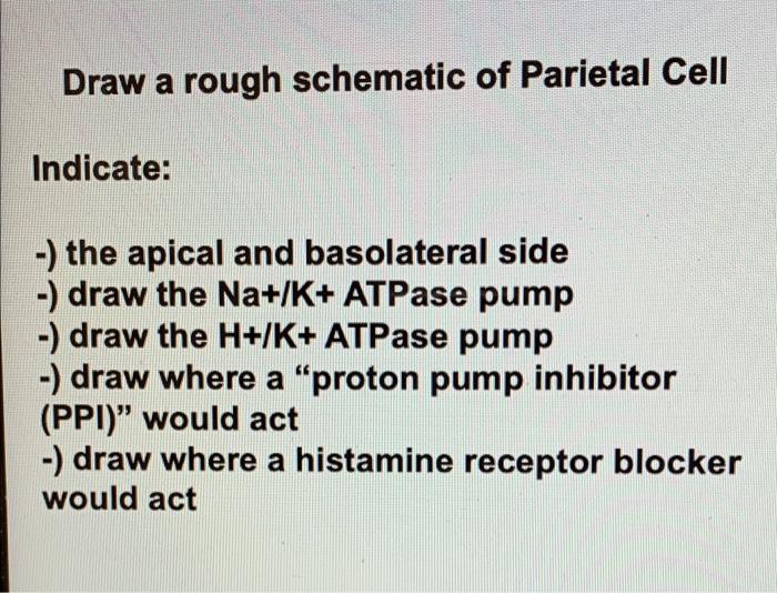 Solved Draw a rough schematic of Parietal Cell Indicate: -) | Chegg.com