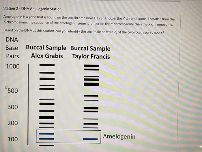 Solved Station 3 - DNA Amelogenin Station Amelogenin is a | Chegg.com