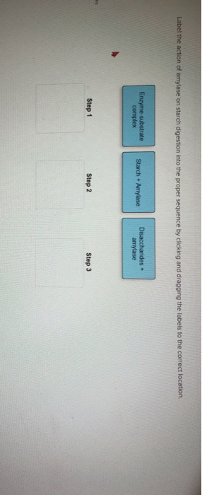 Solved Label the action of amylase on starch digestion into | Chegg.com