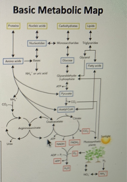 Solved Basic Metabolic Map Carbohydrates Lipids Proteins | Chegg.com