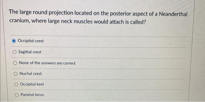 The large round projection located on the posterior | Chegg.com