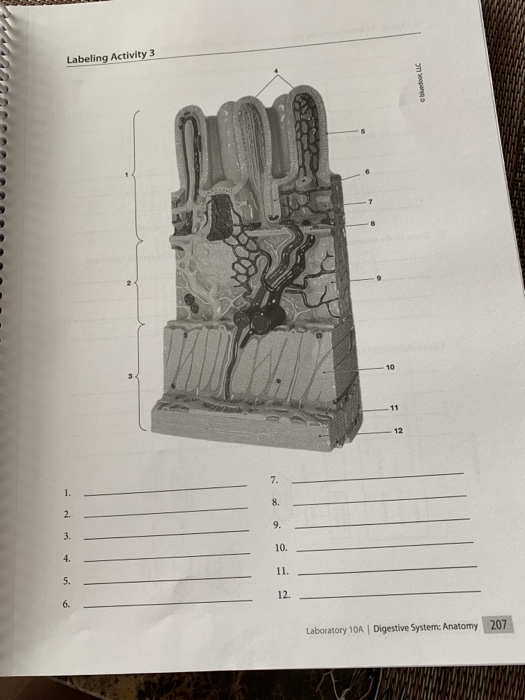 Labeling Activity 3 Laboratory 10 Digestive System: | Chegg.com