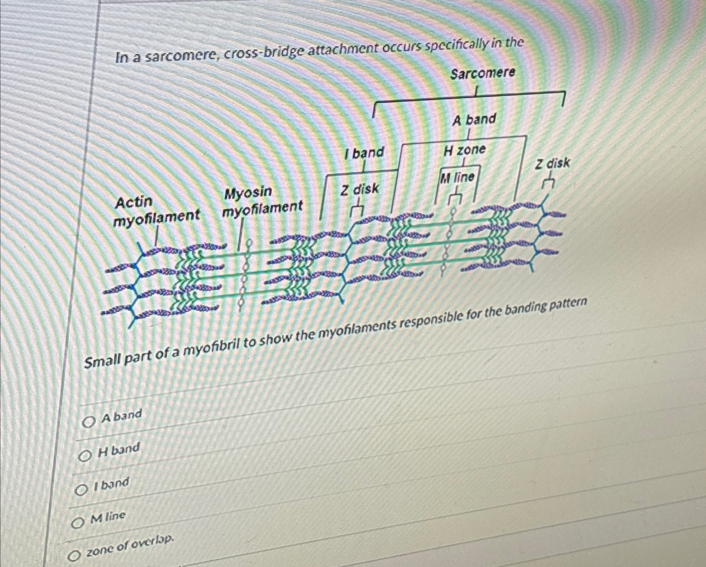 Solved In a sarcomere, cross-bridge attachment occurs | Chegg.com