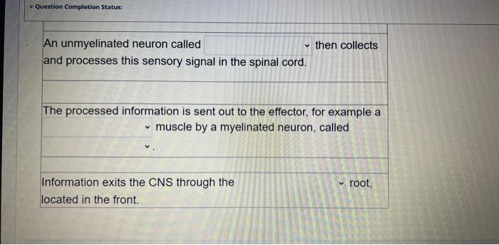 Solved Consider a SOMATIC REFLEX ARC to answer the questions | Chegg.com