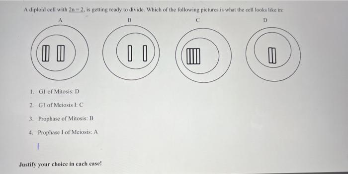 Solved A diploid cell with 2n=2, is getting ready to divide. | Chegg.com