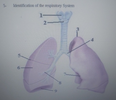Solved 5- ﻿Identification of the respiratory System | Chegg.com