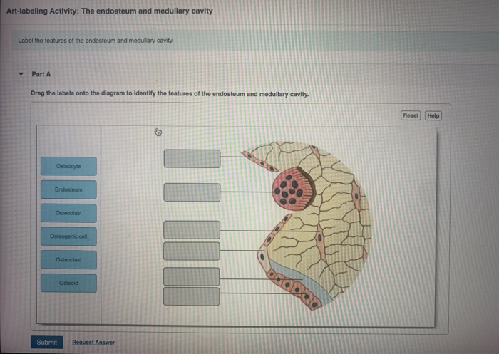 Solved Art-labeling Activity: The endosteum and medullary | Chegg.com