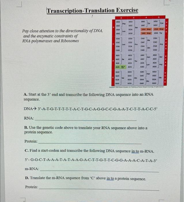 Solved Transcription-Translation Exercise Pay close | Chegg.com