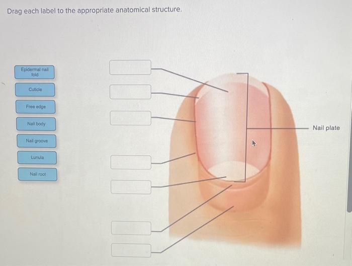 Solved Drag each label to the appropriate anatomical | Chegg.com
